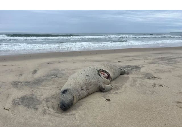 With Recent Seal Killing, It's Clear: Great White Sharks Are Back In ...