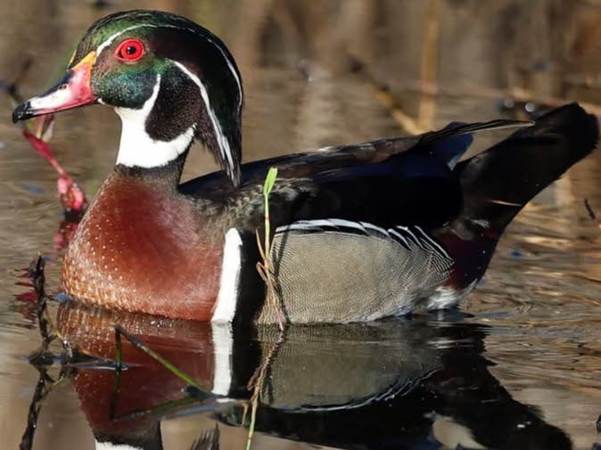 Apr 11 | AuSable Valley Ducks Unlimited Banquet | Oscoda, MI Patch