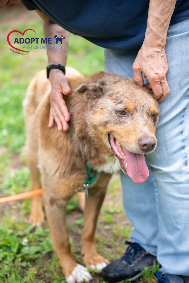 This Charming Gentleman Is The Alexandria Animal Welfare League's ...