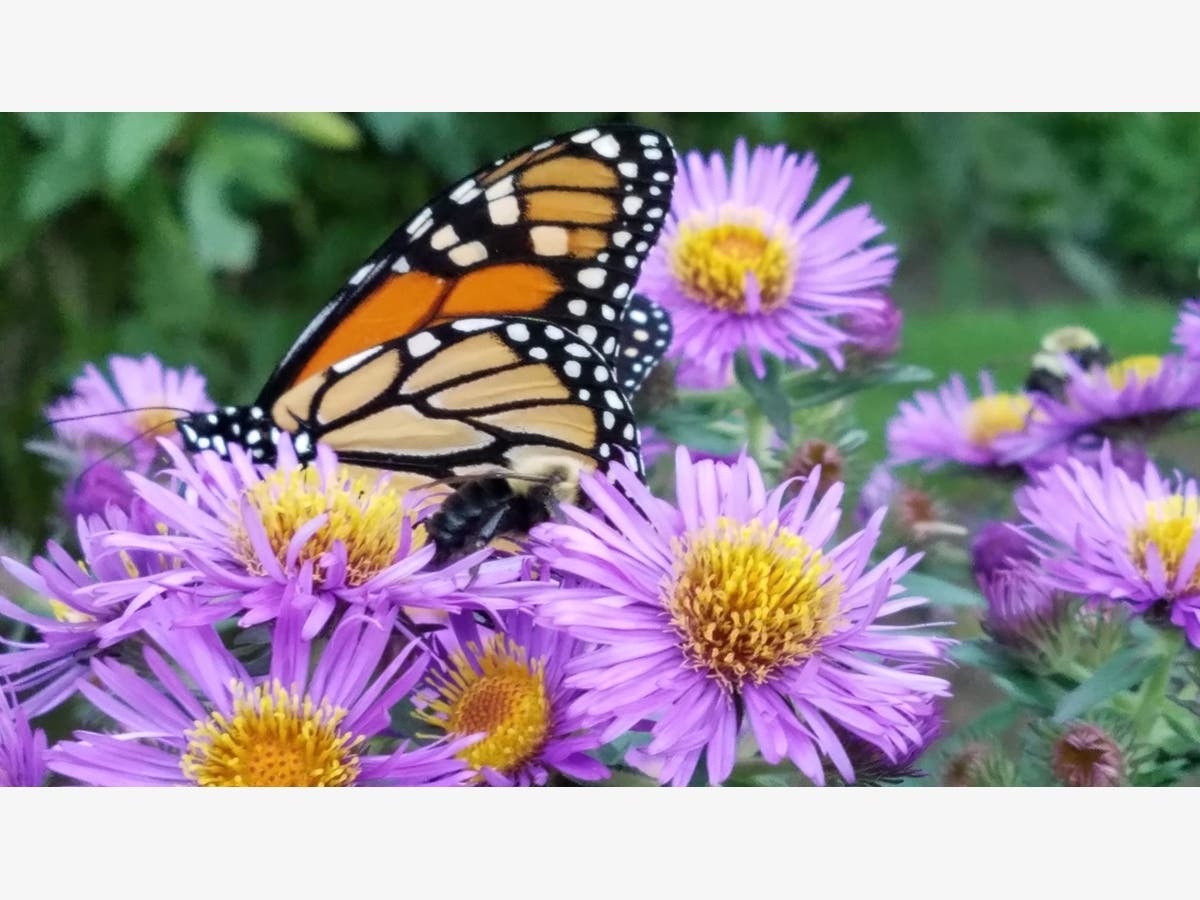 JOIN US: "Gardening for Pollinators, Butterflies and Birds" | Medfield ...