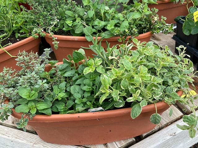 Apr 27 | Planting Herbs in Containers | Wayland, MA Patch