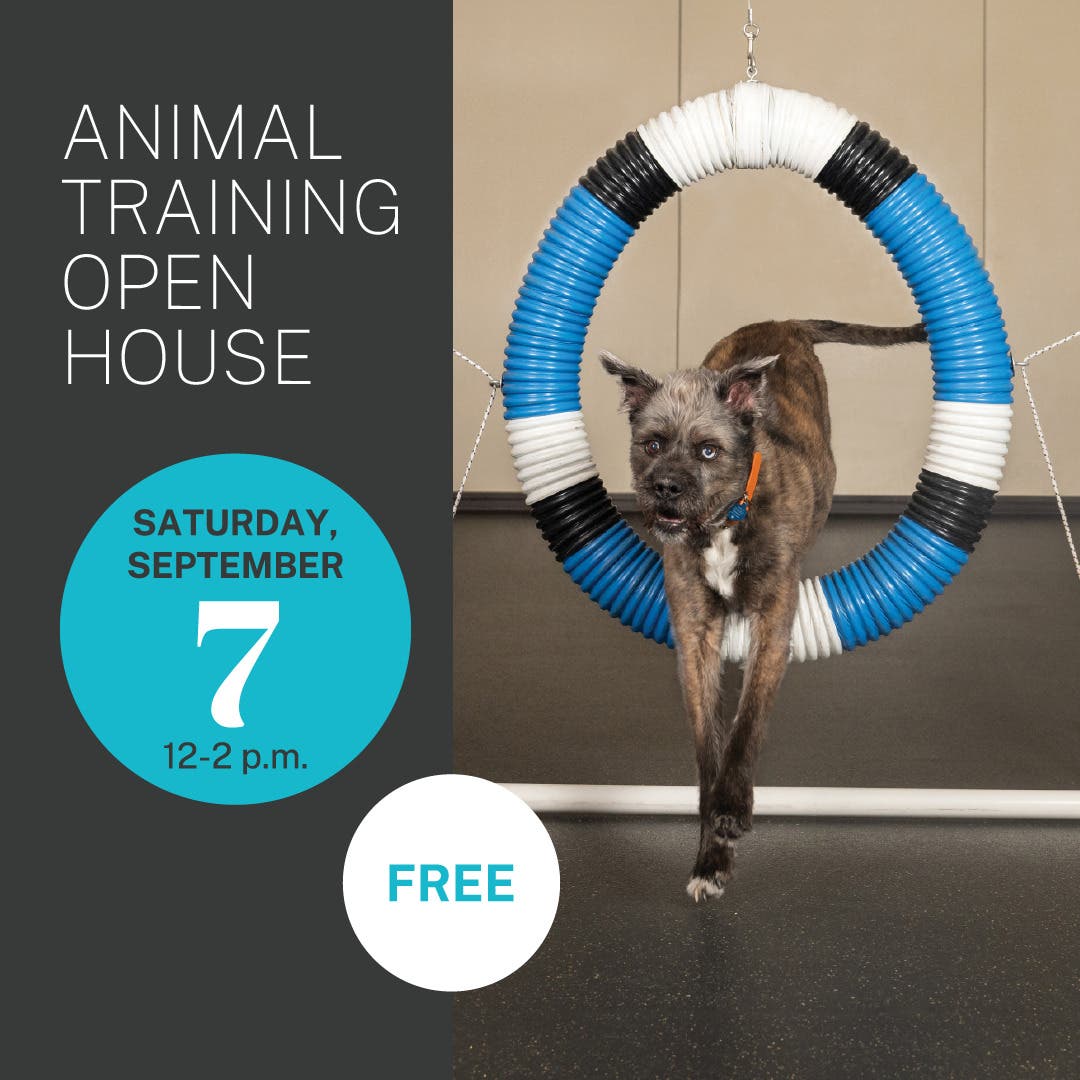 Sep 7 | Animal Training Open House | Pasadena, CA Patch