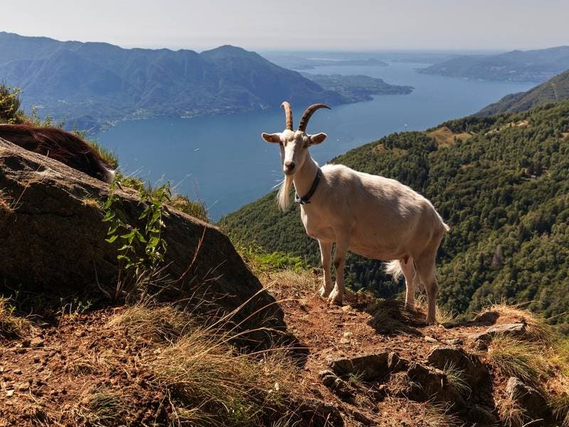 WA Mountain Goats Translocation To Begin For Population Growth | Across ...