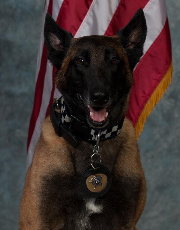 Oak Lawn Police Dog Lucifer Retires | Oak Lawn, IL Patch