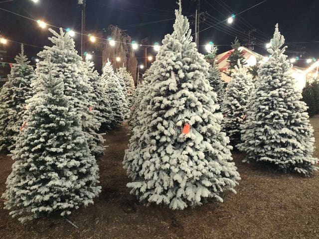Where To Buy Or Cut Your Own Fresh Christmas Tree In Alsip-Crestwood ...