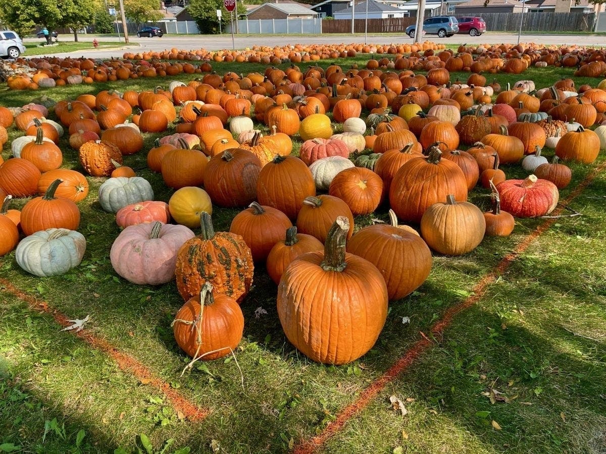 Oak Lawn 'Pumpkin Church' Rolls Out Pumpkins Of All Shapes, Colors ...