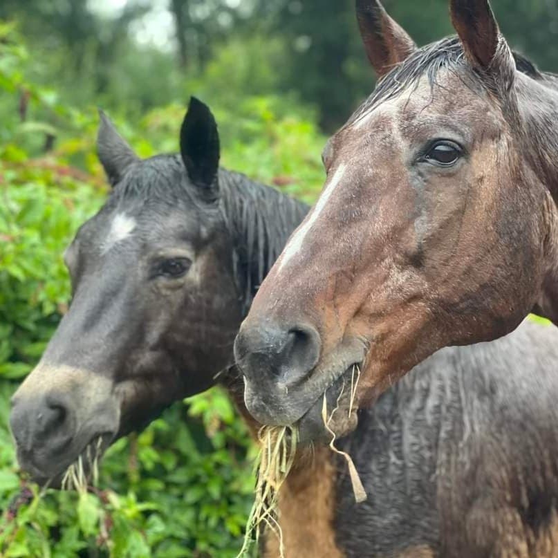 Jun 9 | Horse Play Open House | North Kingstown, RI Patch