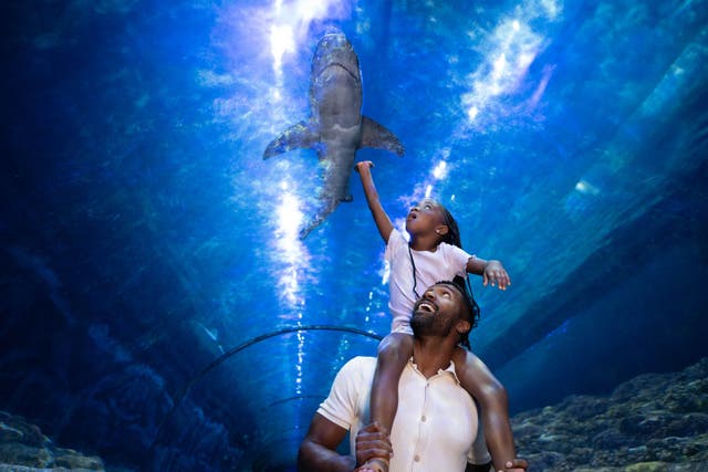 Dive Into the Reimagined Shark Encounter at SeaWorld San Diego | San ...