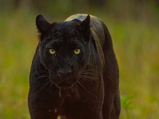 Hammer Theatre presents National Geographic Live Spring 2020 | Campbell ...