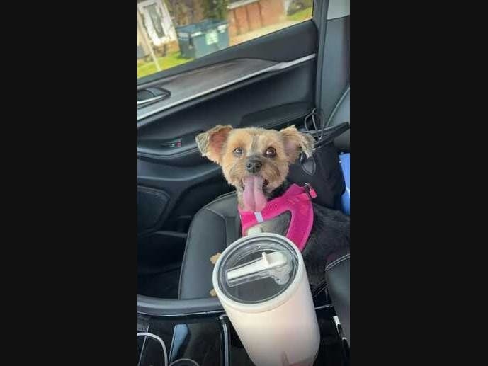 Lost Yorkie Named Chloe Returned This Afternoon | Deer Park, NY Patch