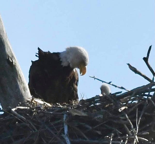 Fox River Bald Eagle Chicks Die After Fall From Nest | Algonquin, IL Patch