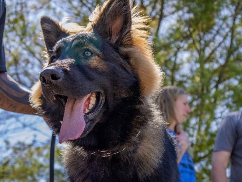 K9 Simba Helps Track Down Man Accused In Possible Kidnapping ...