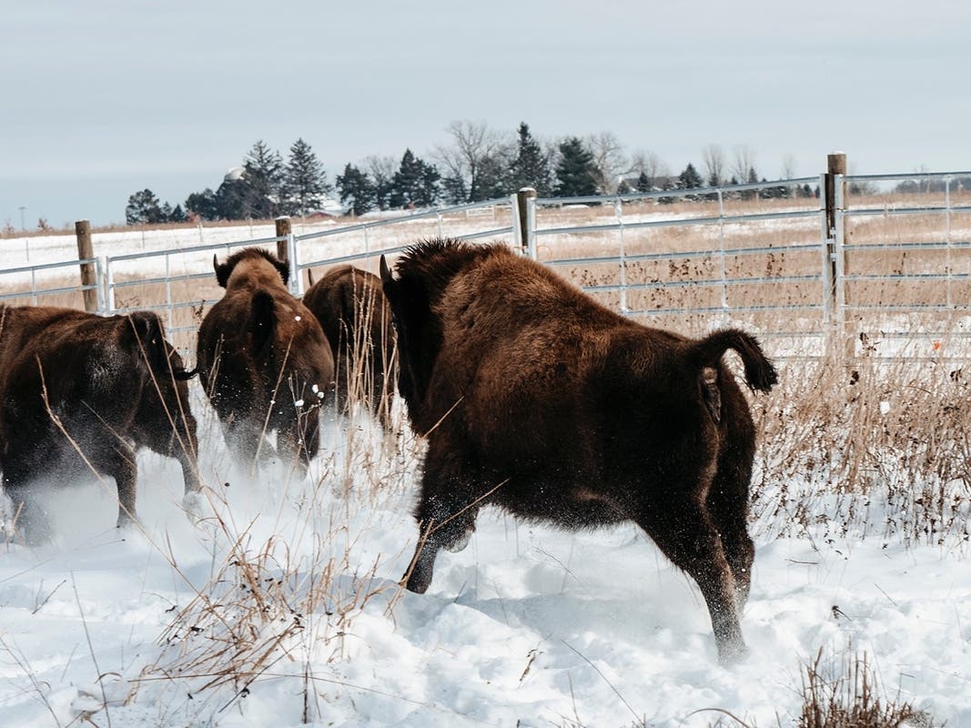 American Bison Make Return To Kane County Prairie | St. Charles, IL Patch