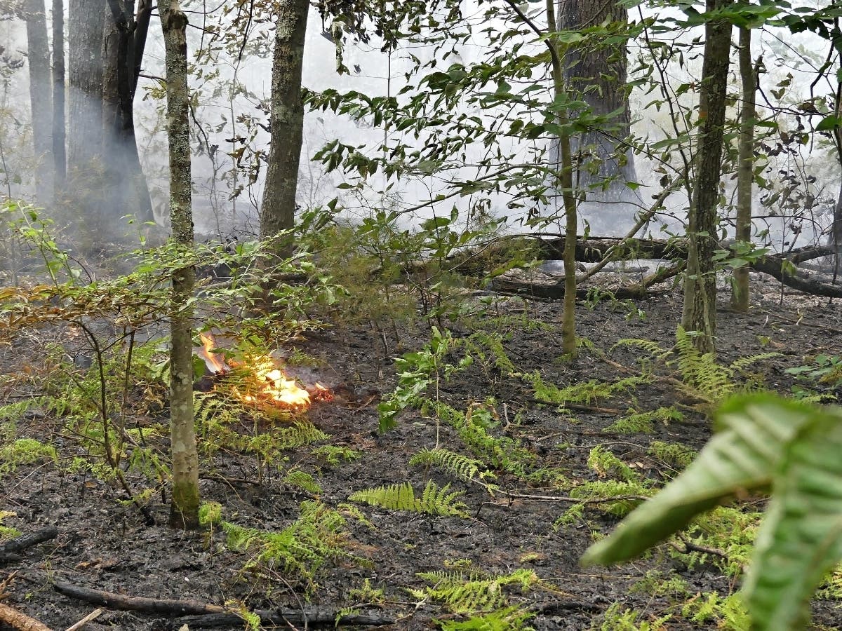 Firefighters From Around The Capital Region Battle A 2-Alarm Brush Fire ...