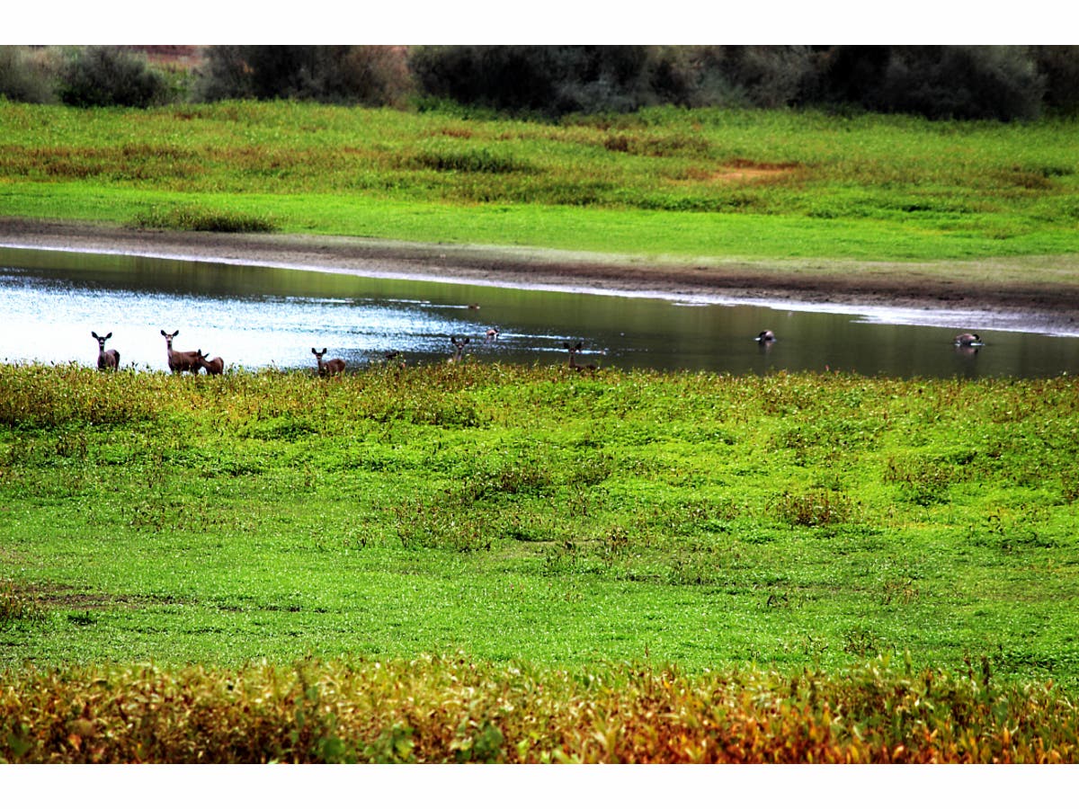 Scenic Stafford Lake: Photo Of The Week | Novato, CA Patch