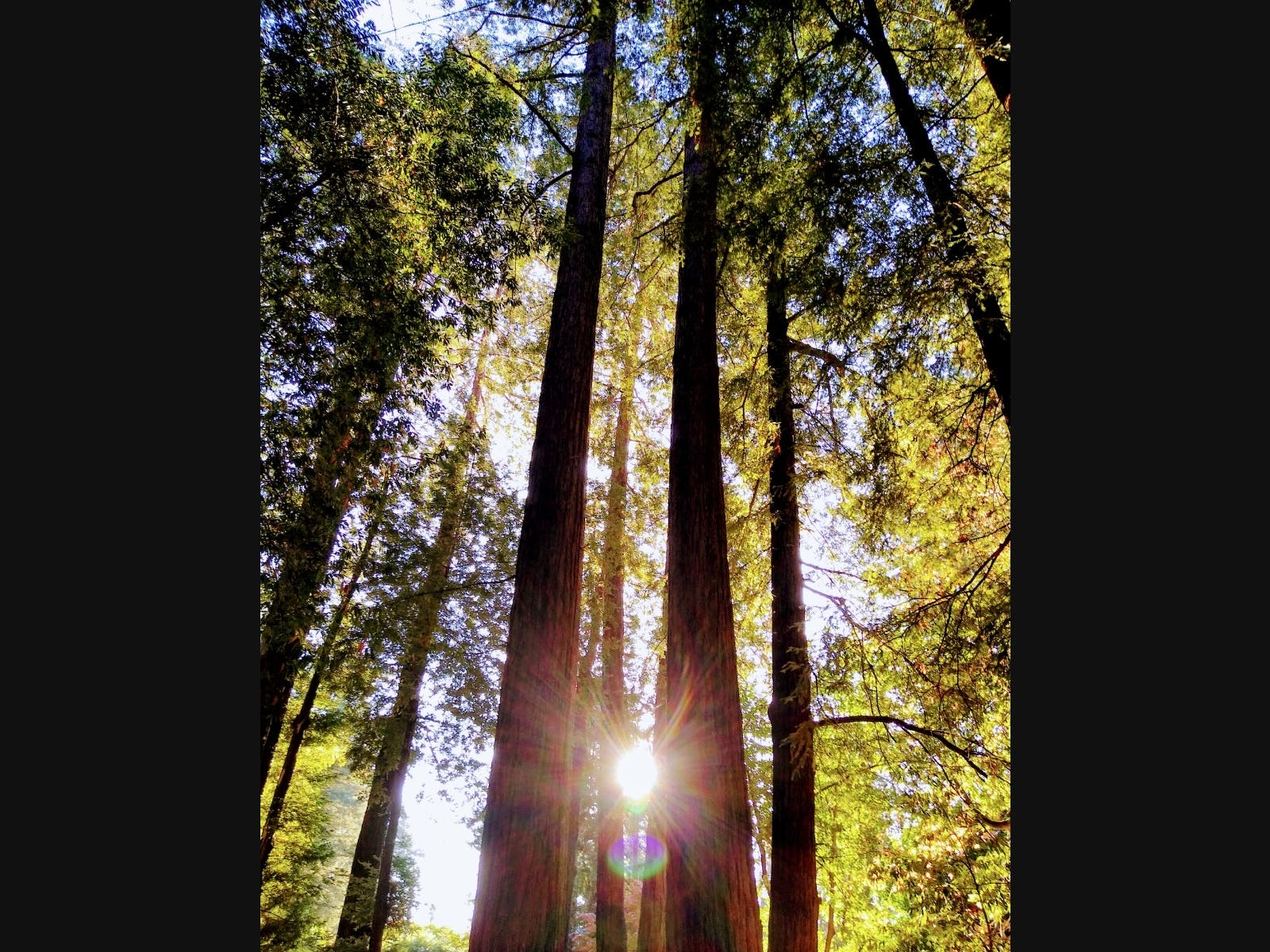 Majestic Redwoods: Marin County Photos Of The Day | Mill Valley, CA Patch