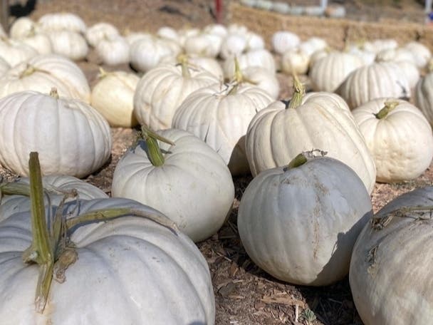 White Pumpkins: What To Know Before Visiting IB Area Patches | Imperial ...