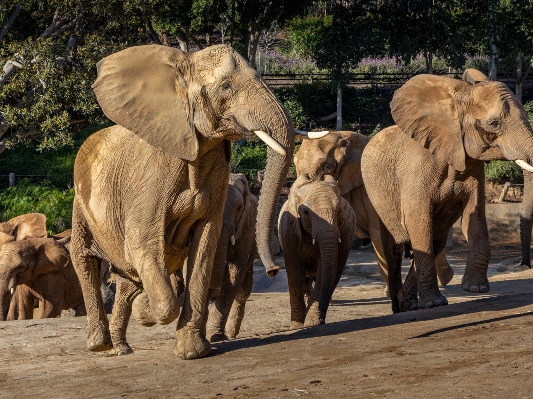 Construction Begins On Elephant Valley At San Diego Zoo Safari Park ...