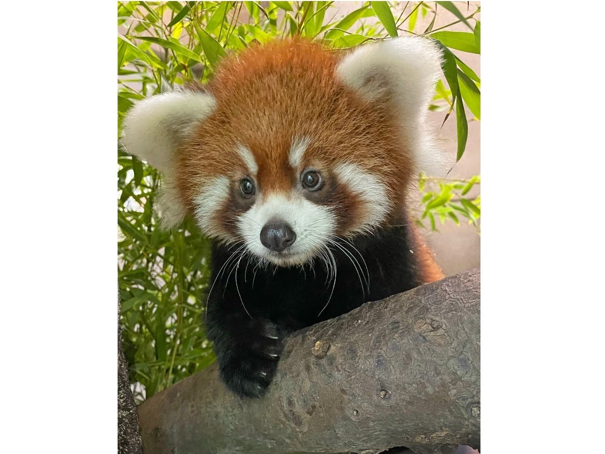 Red Panda Cub At San Diego Zoo Named Ahead Of Red Panda Day | San Diego ...