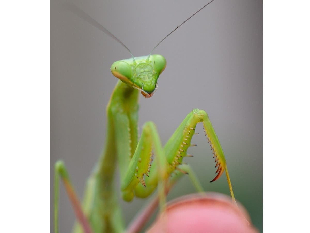 Praying Mantis In Poway: Photos Of The Day | Poway, CA Patch