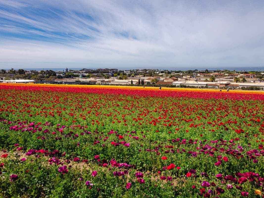 The Flower Fields At Carlsbad Ranch To Open For 2024 Season | Carlsbad ...