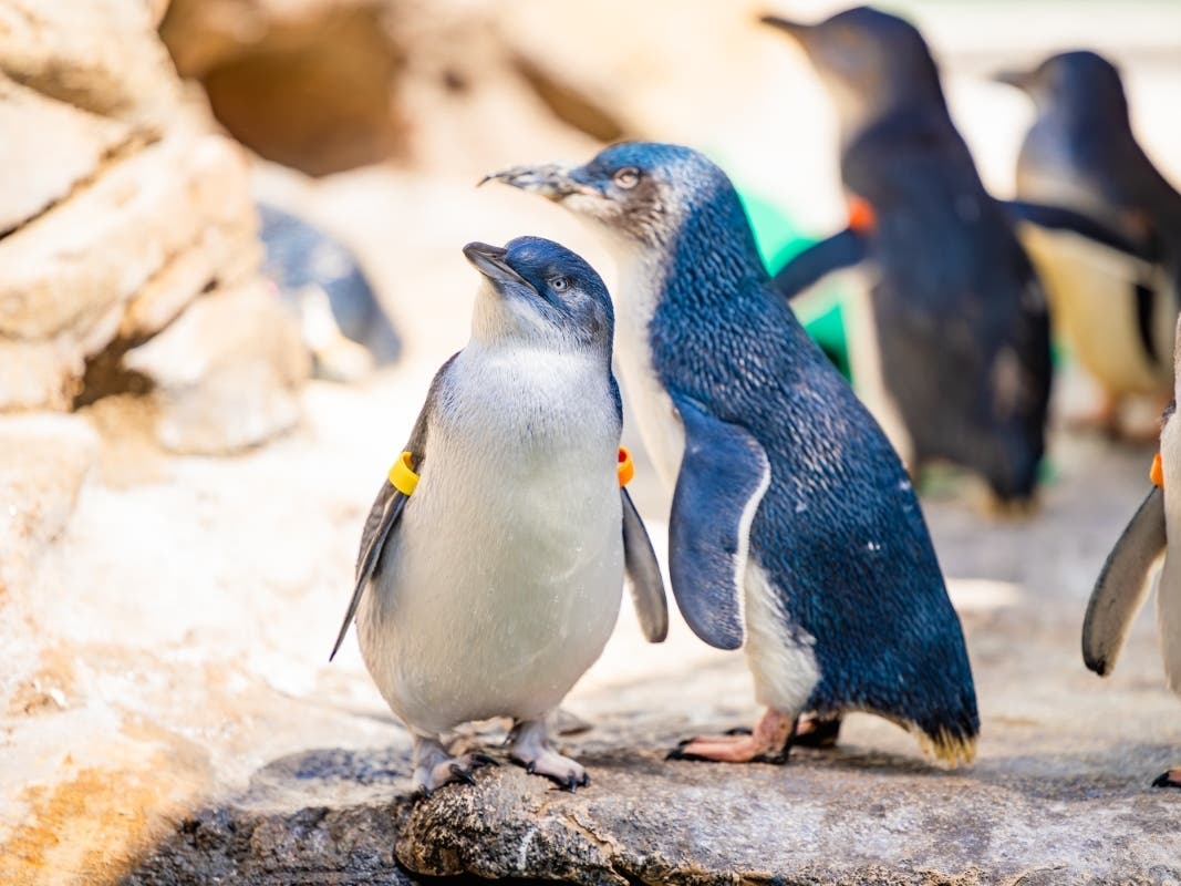 5 Little Blue Penguin Chicks Hatch This Season At Birch Aquarium | San ...