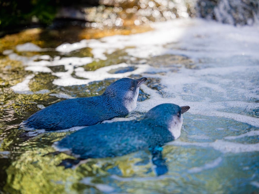 5 Little Blue Penguin Chicks Hatch This Season At Birch Aquarium | San ...