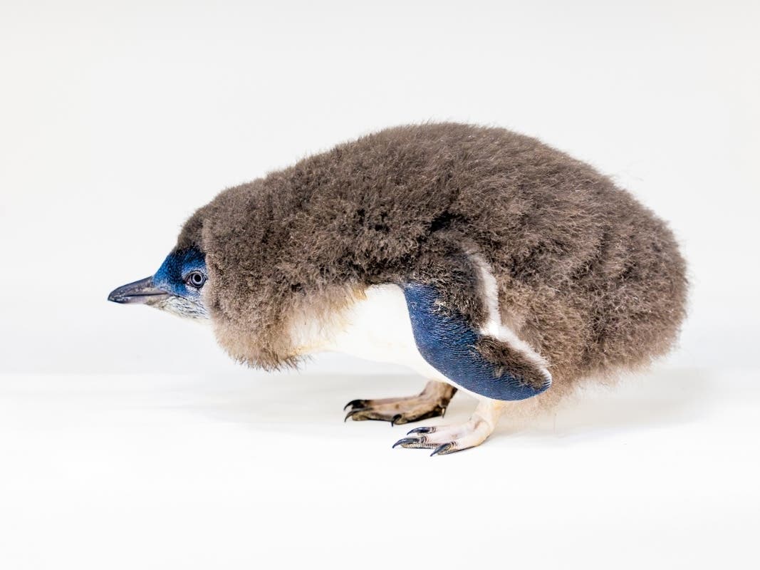 5 Little Blue Penguin Chicks Hatch This Season At Birch Aquarium | San ...