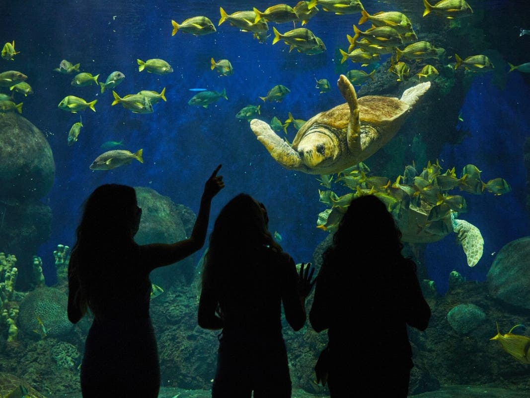 SeaWorld San Diego To Celebrate World Sea Turtle Day This Weekend | San ...