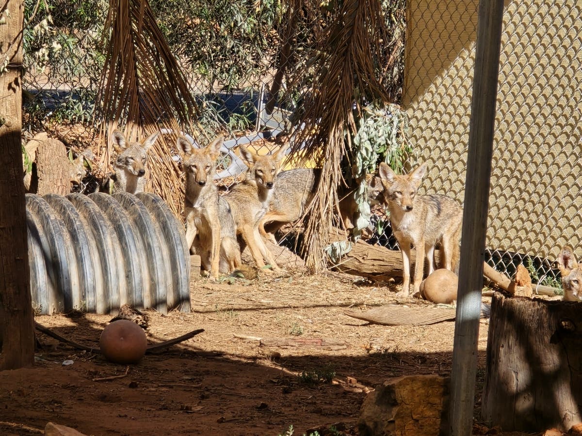 9 Orphaned Coyotes Returned To Wild In San Diego County | San Diego, CA ...