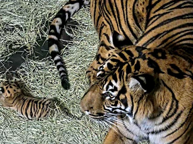 Tiger Cub Born At San Diego Zoo Safari Park | San Diego, CA Patch