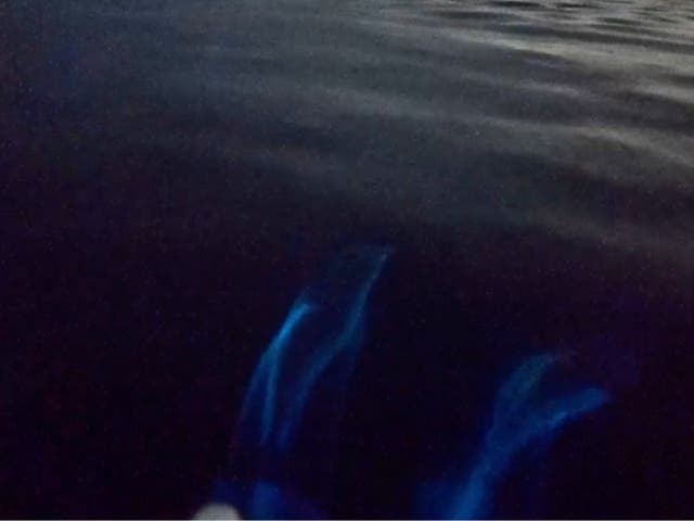 Watch Glowing Dolphins Frolic: How To See SoCal's Bioluminescent Waves ...
