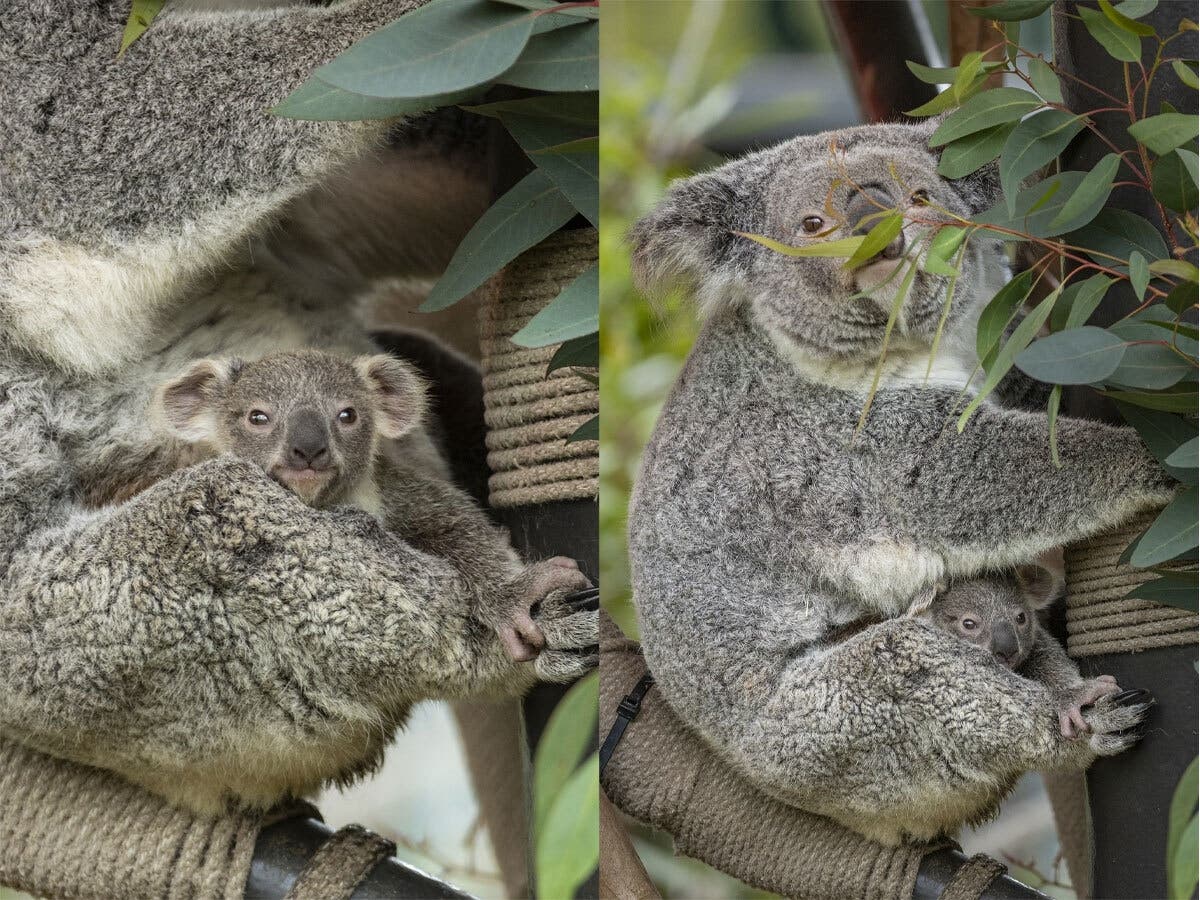 Baby Koala Born + Best Beaches + Winning Ticket: Saturday Smiles ...