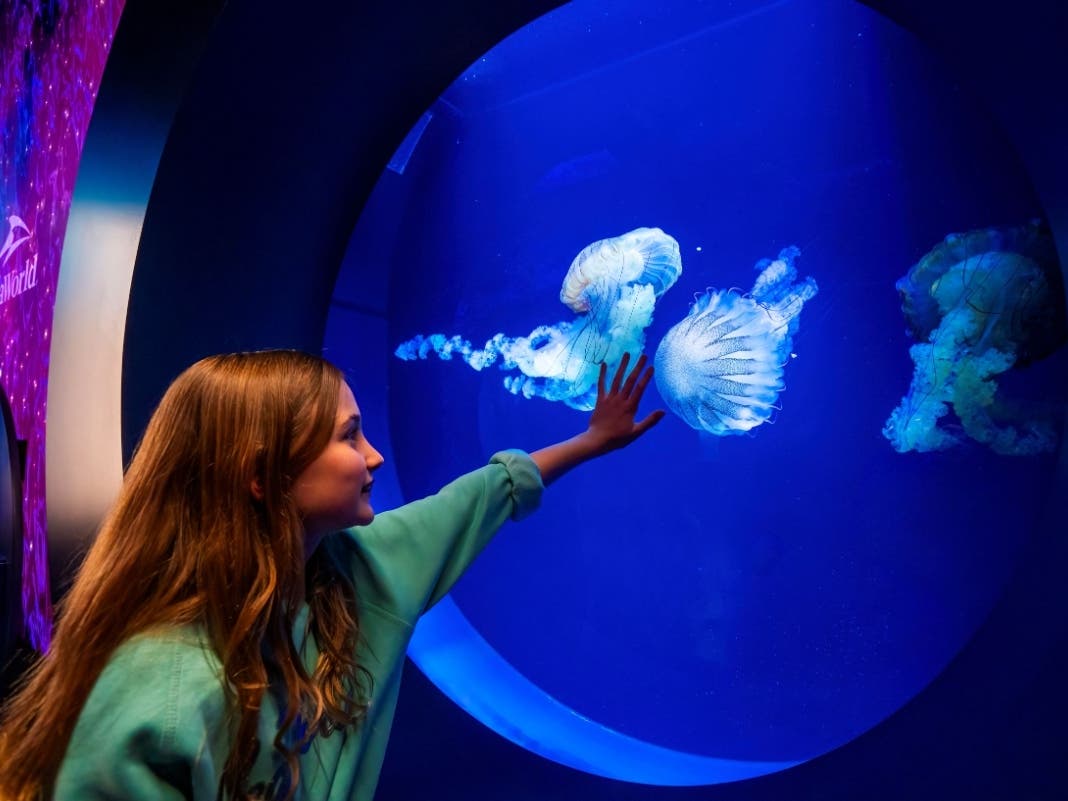 SeaWorld San Diego Opens 'One-Of-A-Kind' Jellyfish Experience | San ...