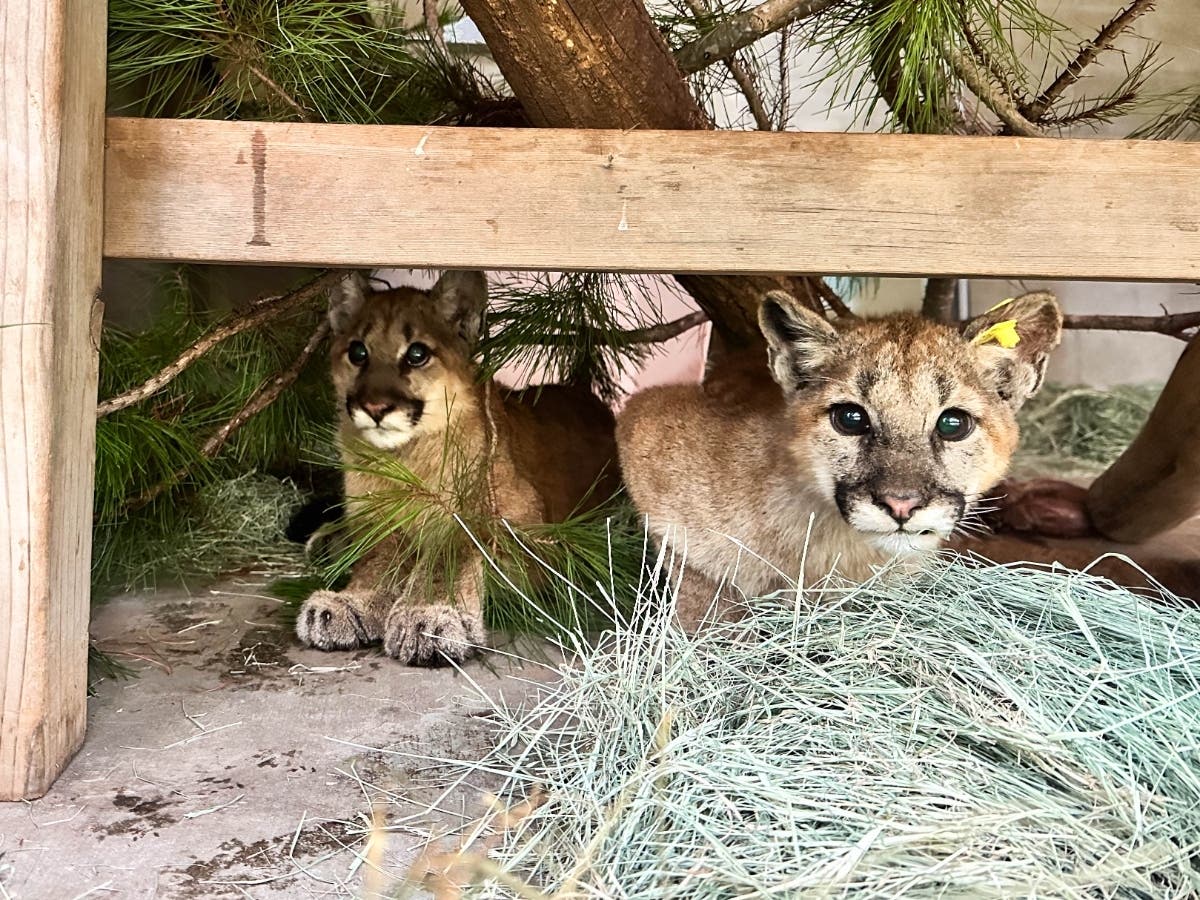 Mountain Lion Hit By Car Released Back Into Wild After Rehabilitation ...