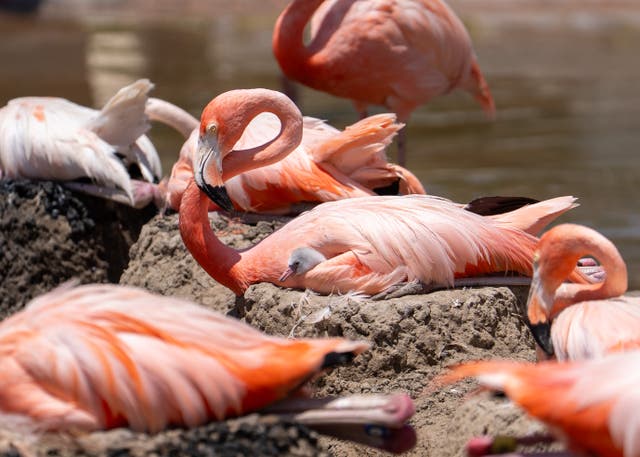 SeaWorld San Diego Celebrates Baby Boom With Adorable New Arrivals ...