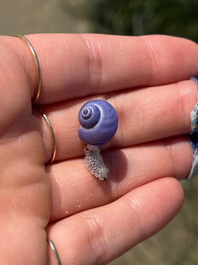 Rare Sea Snails Spotted Along San Diego Beaches | San Diego, CA Patch