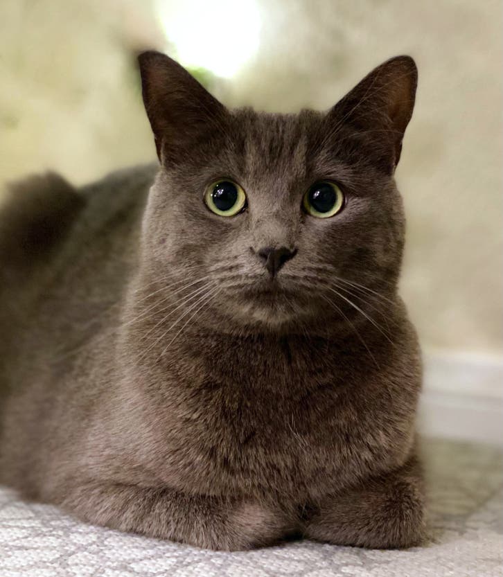 San Diego Humane Society Slashes Adoption Fees To 'Clear The Shelters ...