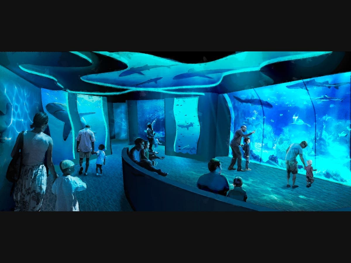 SeaWorld San Diego To Debut All-New Shark Encounter In 2026 | San Diego ...