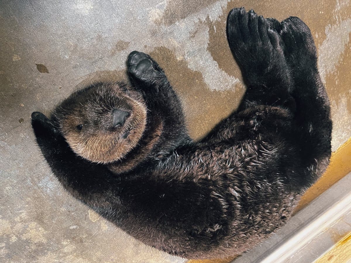 SeaWorld San Diego Celebrates Sea Otter Awareness Week | San Diego, CA ...