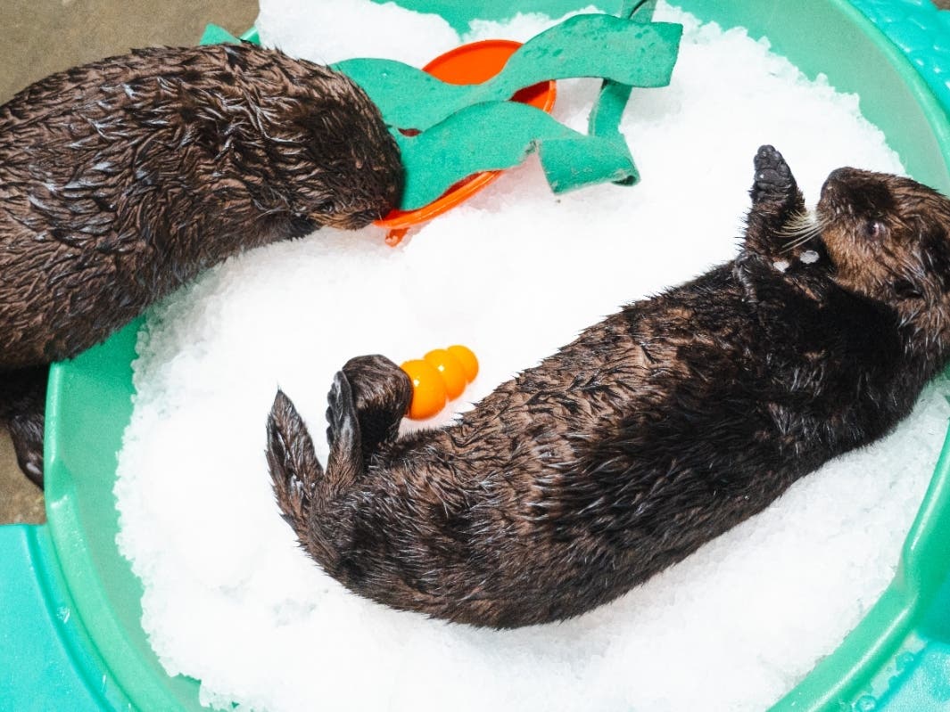 SeaWorld San Diego Celebrates Sea Otter Awareness Week | San Diego, CA ...