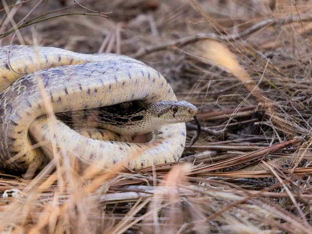 3 Gopher Snakes Return To Wild After Severe Tangling With Garden ...