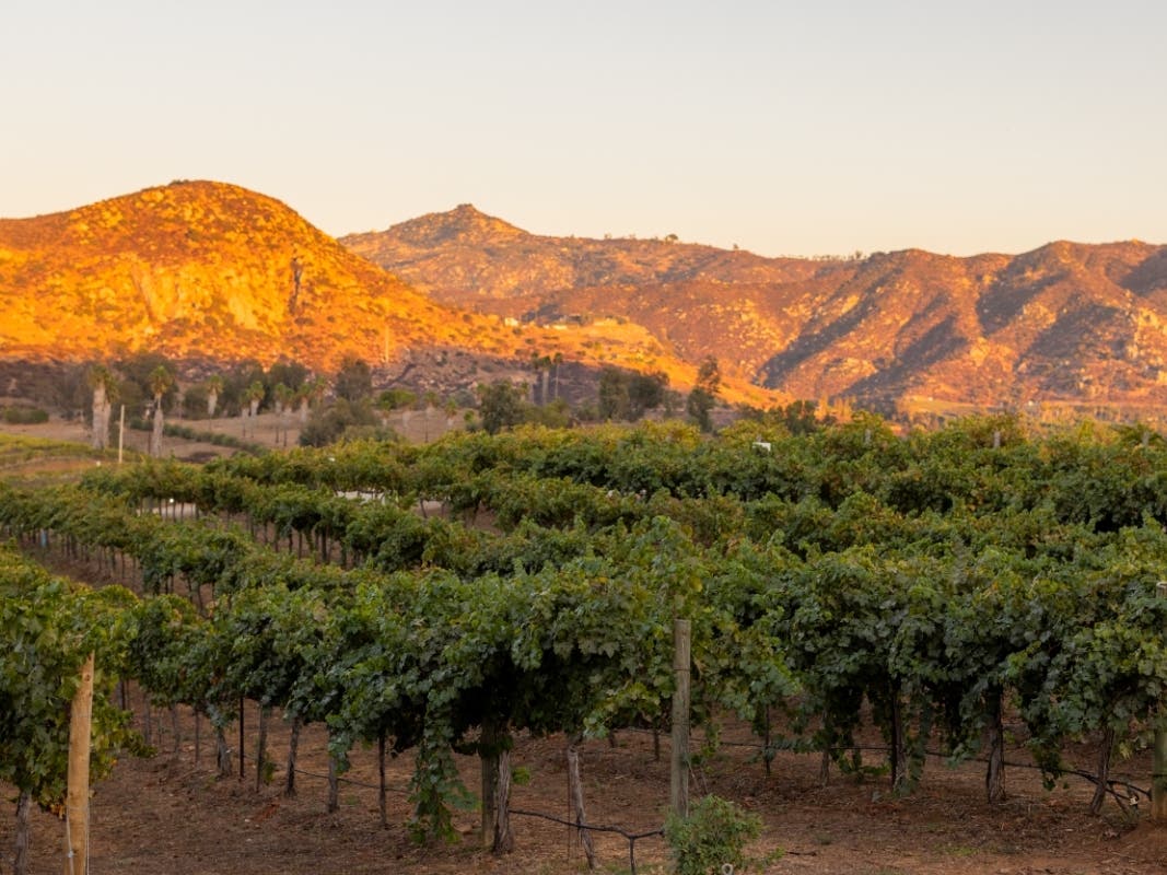 Meet A Giraffe For Free At Orfila Vineyards And Winery | San Diego, CA ...