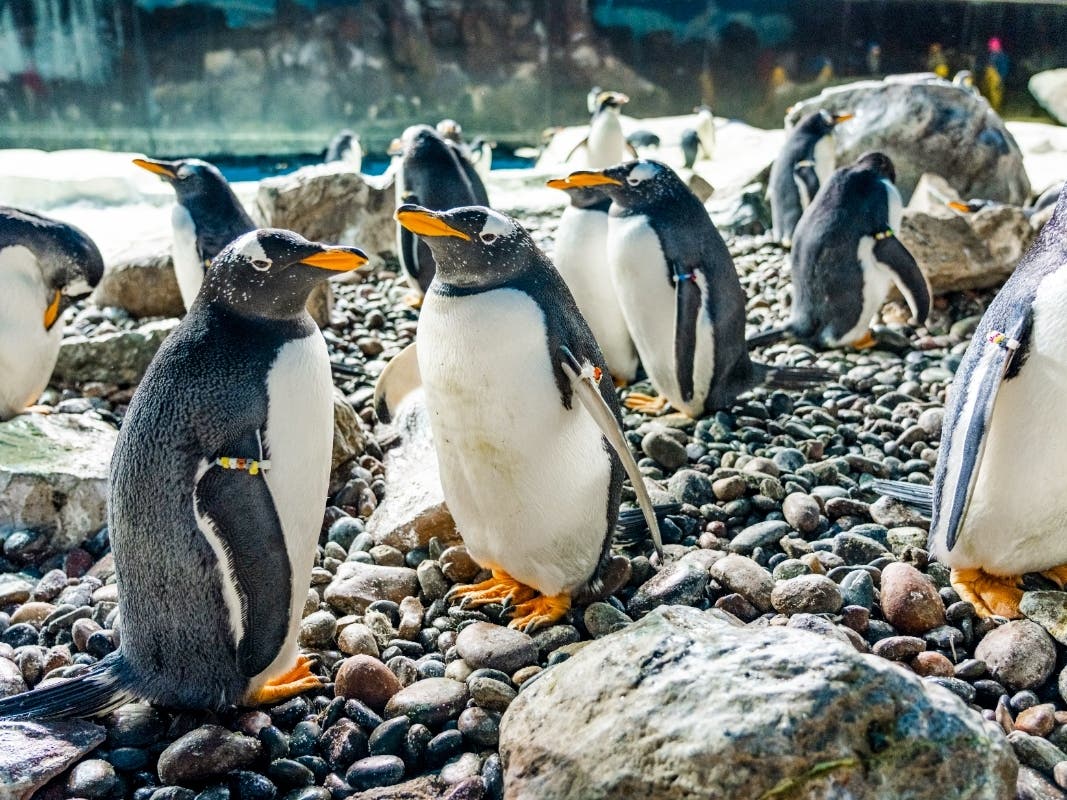 SeaWorld San Diego's Live Penguin Cam Returns For Holiday Season | San ...