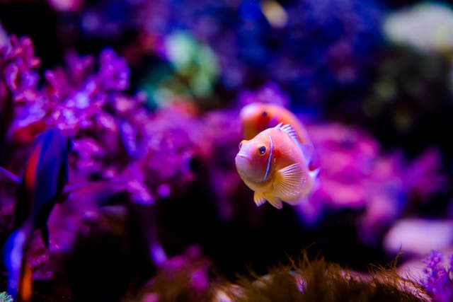 Birch Aquarium Bringing Back Popular Nighttime Experience, Launching ...