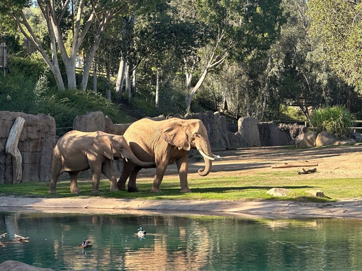 Meet The Herd: San Diego Zoo Safari Park Launches Live Elephant Cam ...