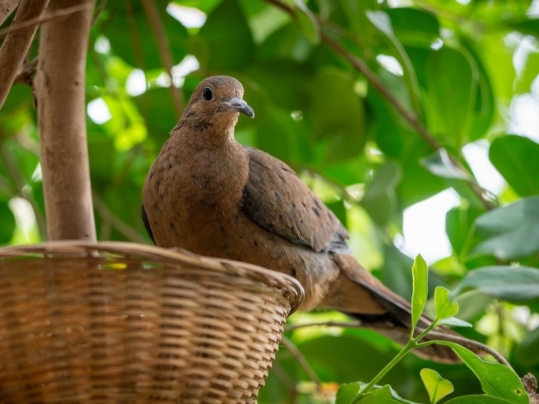 Rare Dove Extinct In The Wild Hatches At San Diego Zoo Safari Park ...