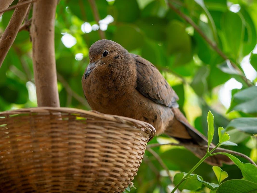 Rare Dove Extinct In The Wild Hatches At San Diego Zoo Safari Park ...