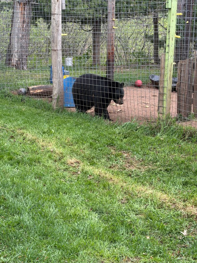 Rescued Black Bear Arrives At San Diego County Animal Sanctuary After ...