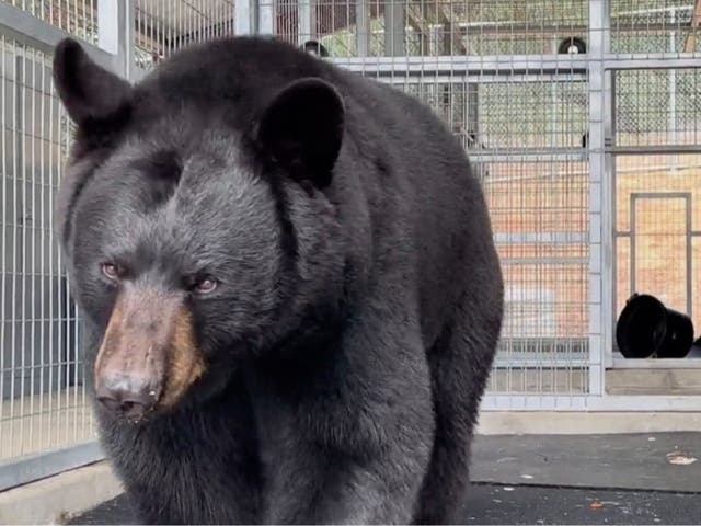 Rescued Black Bear Arrives At San Diego County Animal Sanctuary After ...